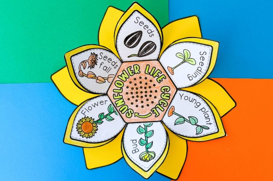 Sunflower Life Cycle For Kids 630x315